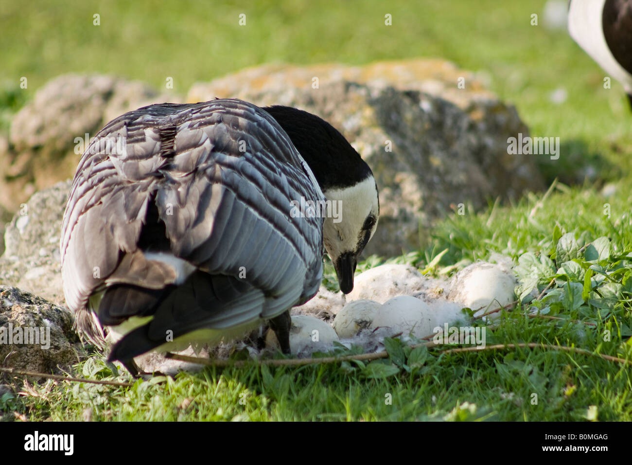 Adult with eggs at nest hi-res stock photography and images - Alamy