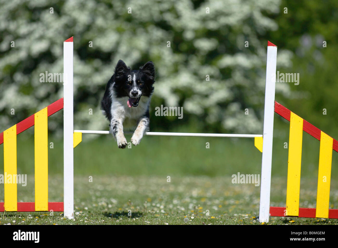 Australian Shepherd jumping over hurdle agility Stock Photo - Alamy
