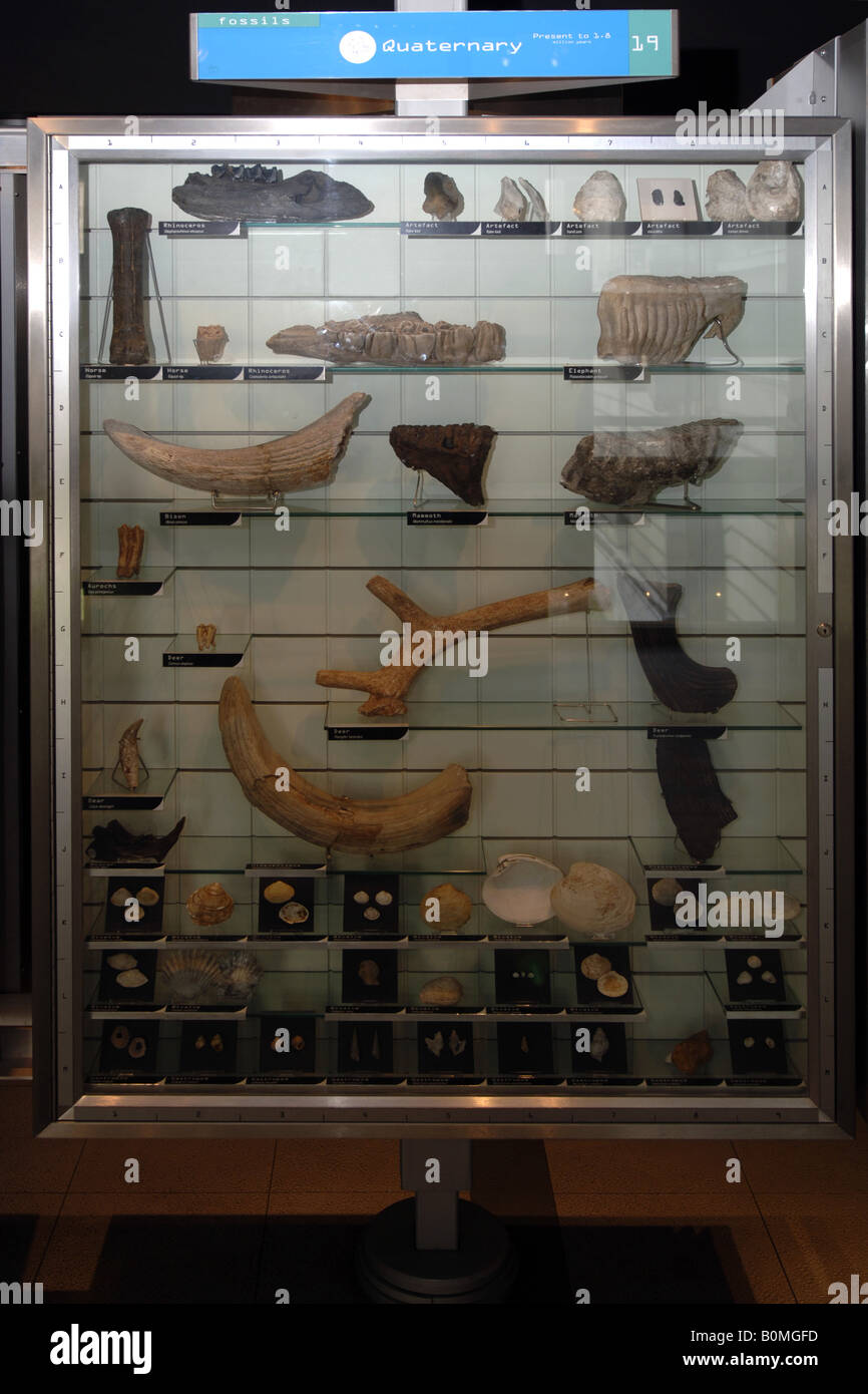 Display of fossils in the Natural History Museum London Stock Photo - Alamy