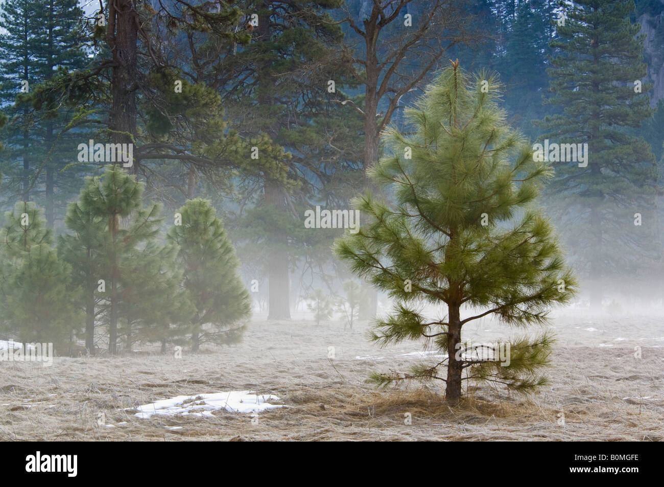 Small young pine tree in meadow Yosemite Valley Yosemite National Park ...