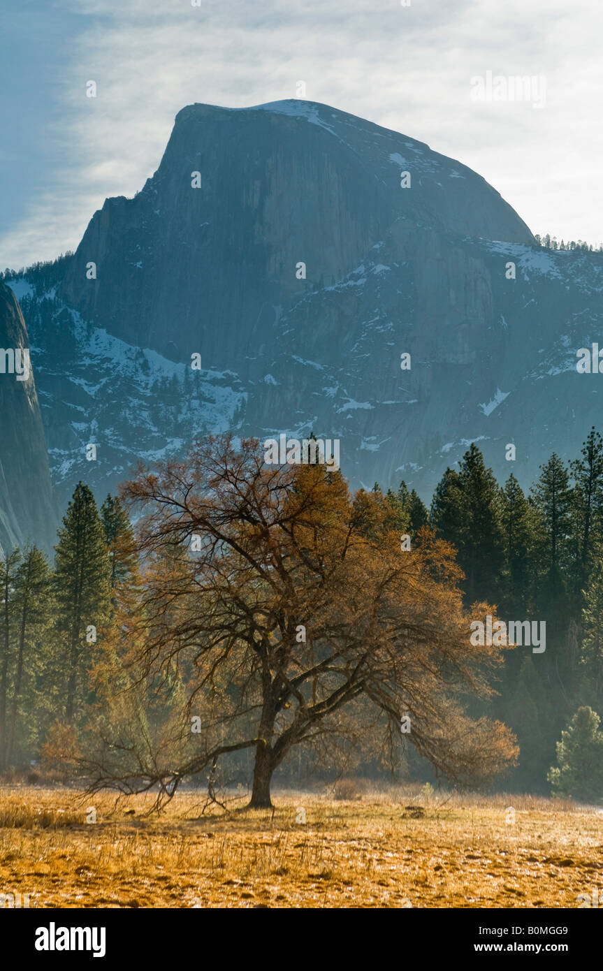 Maple tree in Cooks Meadow below Half Dome in Spring Yosemite Valley ...