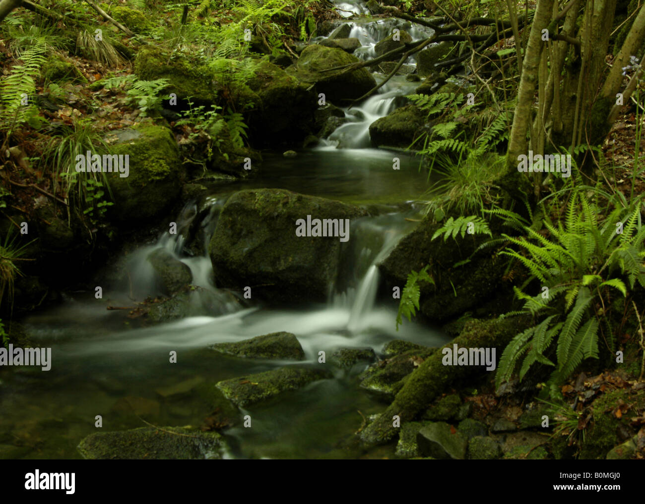 Woodland Stream, Spring Time, British Stock Photo - Alamy