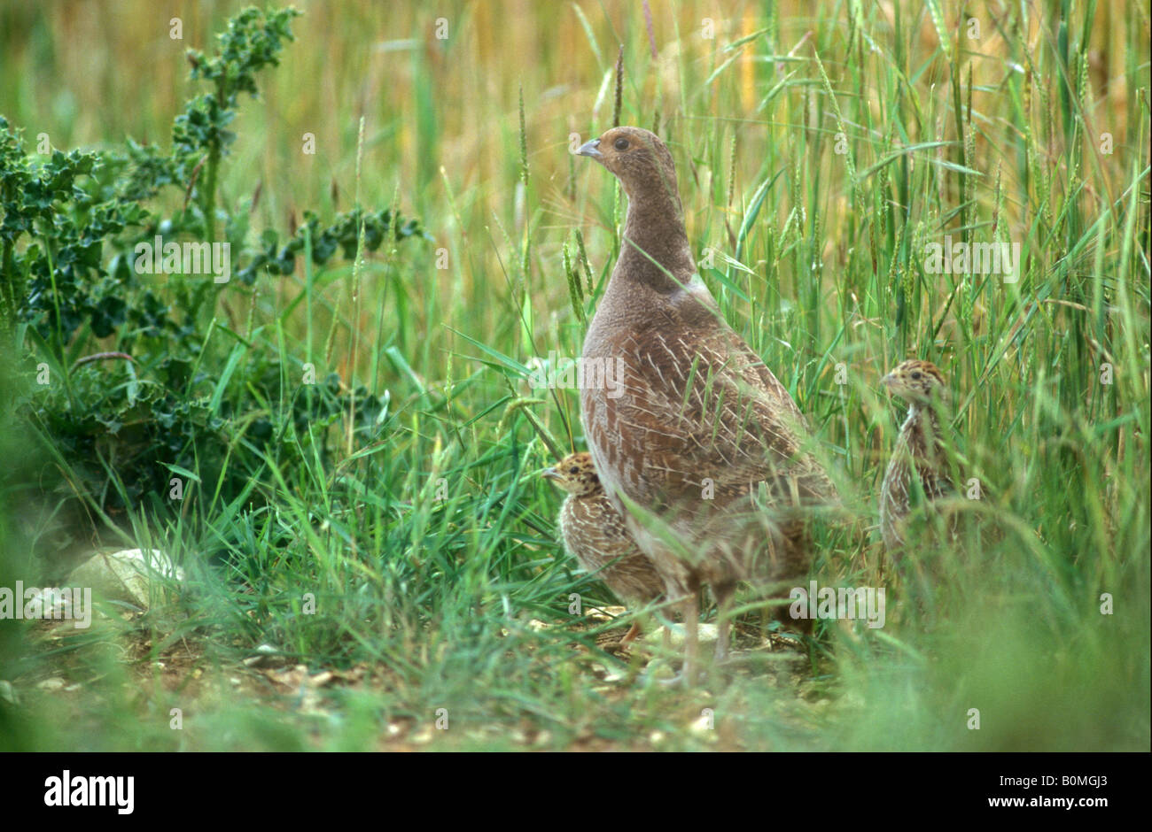 Black partridge hi-res stock photography and images - Alamy