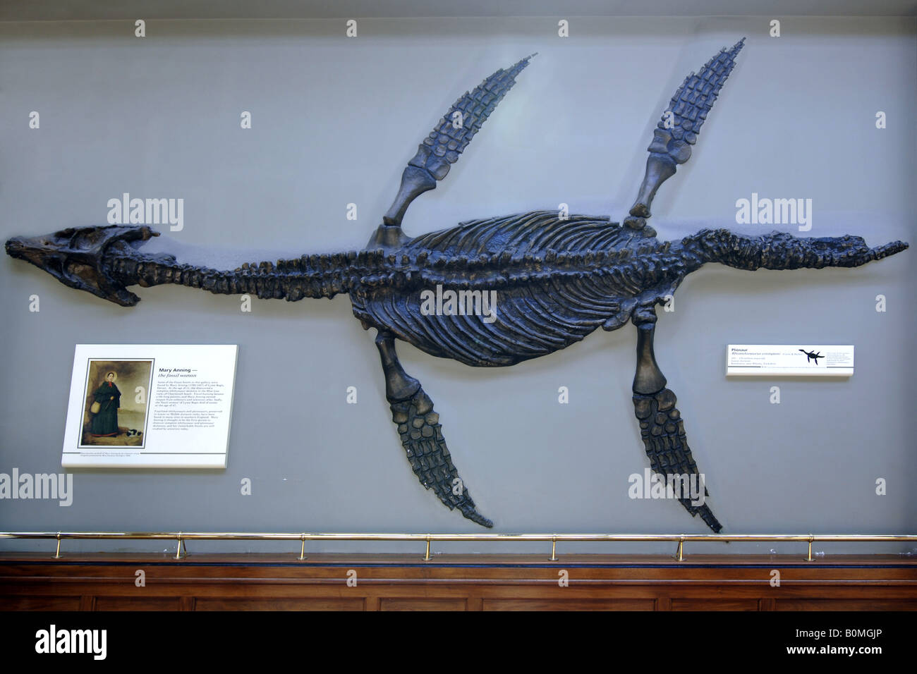 Pliosaur hi-res stock photography and images - Alamy