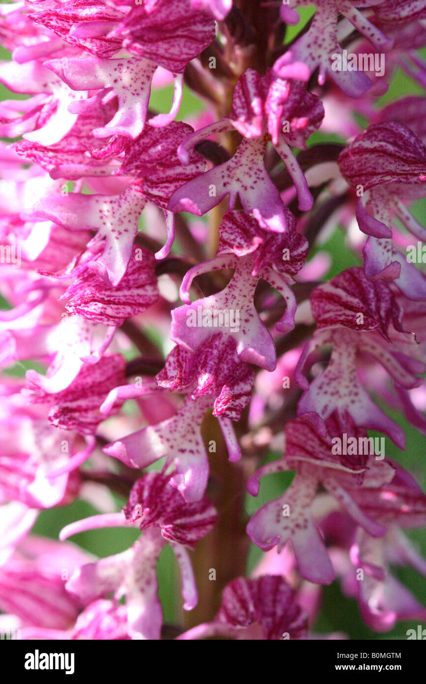 Close up of an orchid flower hi-res stock photography and images - Alamy