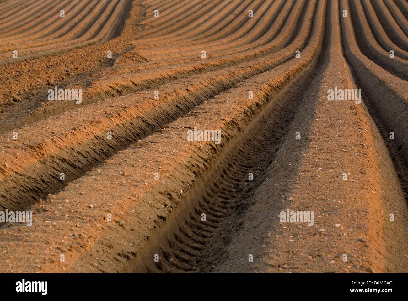Potato field ridges hi-res stock photography and images - Alamy