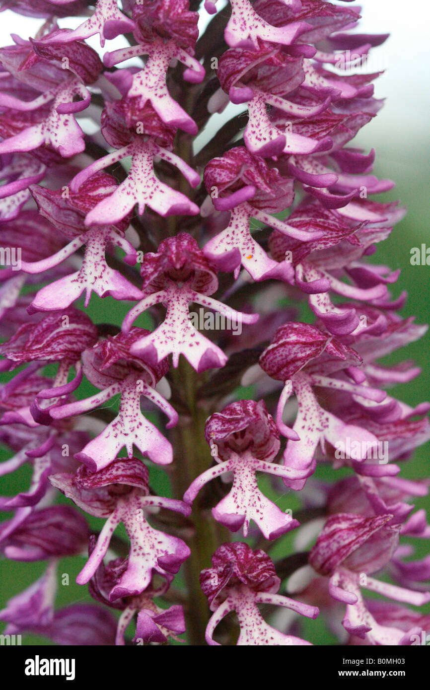 close up of purple Lady Orchid Orchidis Purpurea petals of wild orchid ...