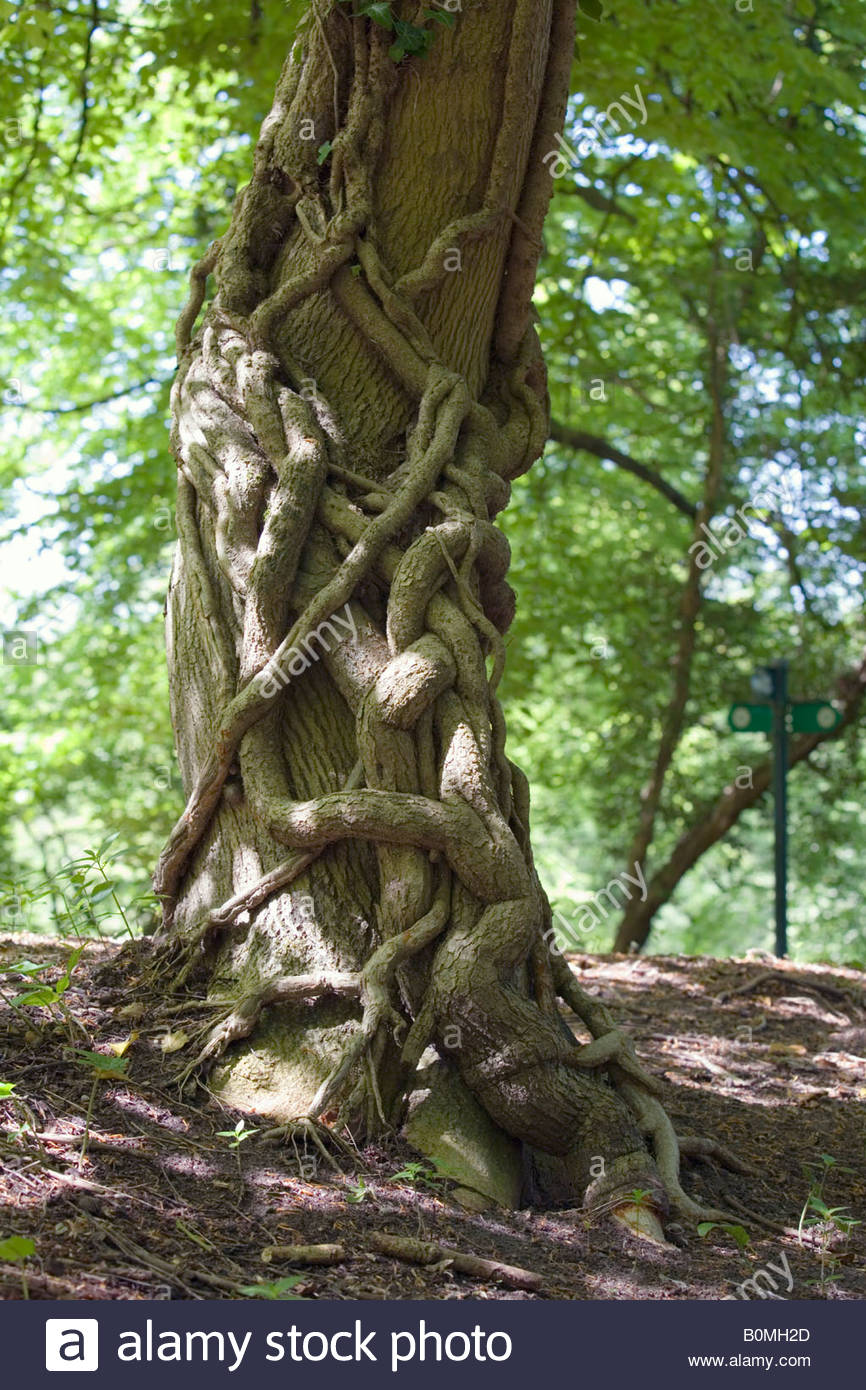 Ivy Growing Around Tree High Resolution Stock Photography and Images ...