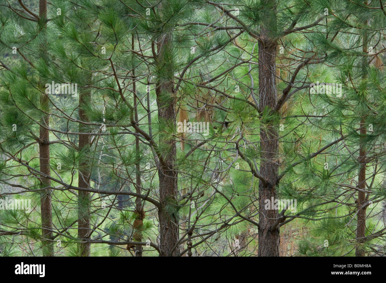Trees in early Spring Yosemite Valley Yosemite National Park California ...