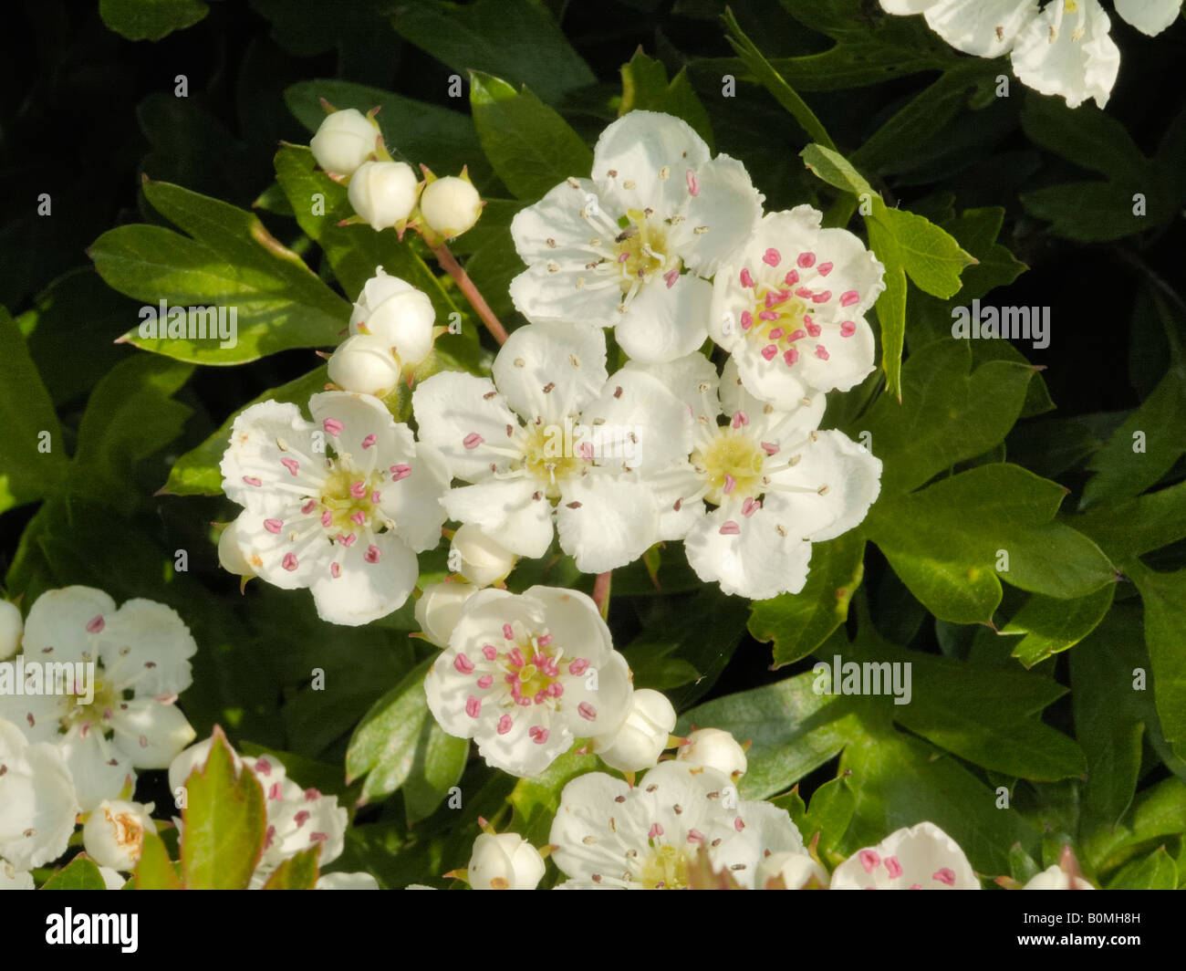 Crataegus monogyna flowers hi-res stock photography and images - Alamy