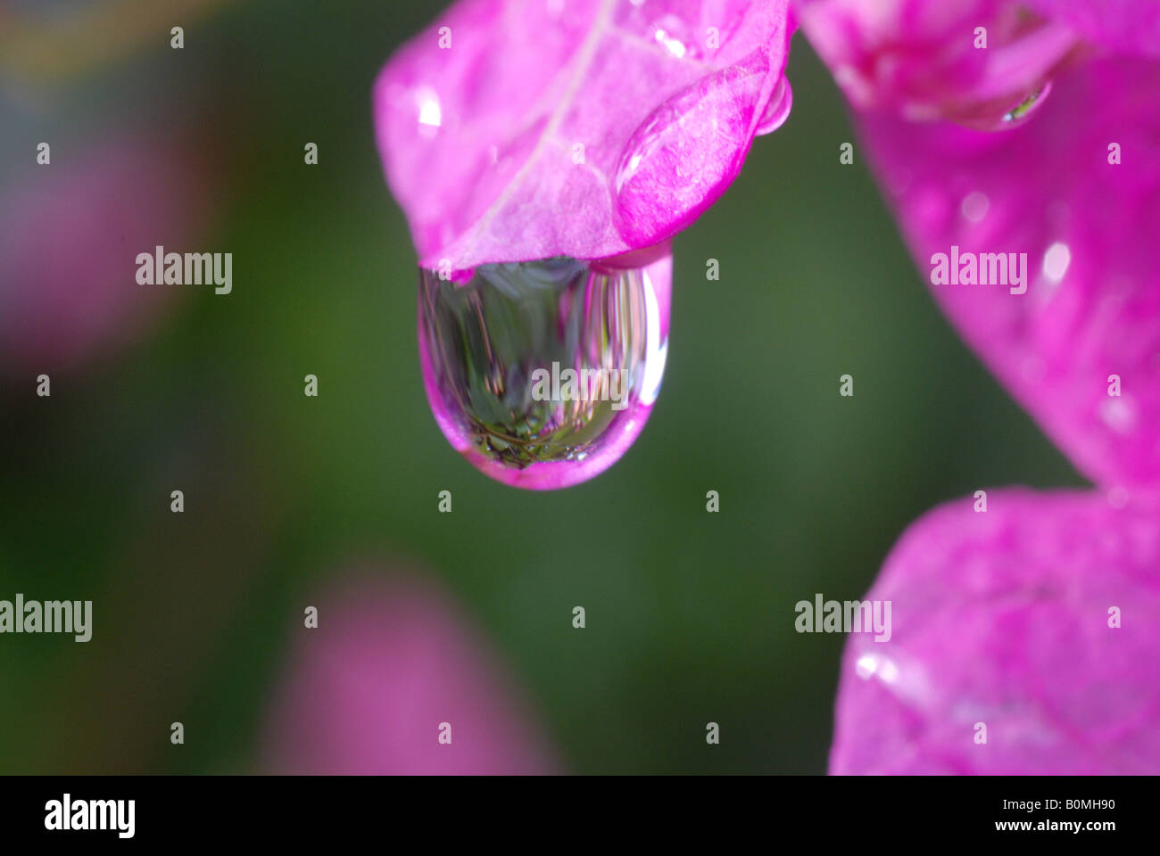 Water droplet on flower petal, close up Stock Photo - Alamy
