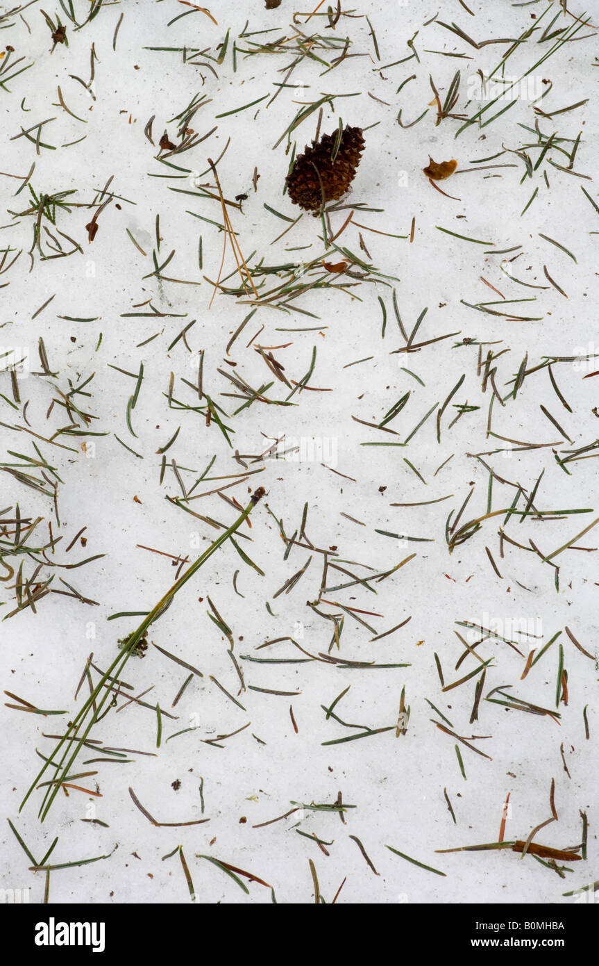 Fallen pine needles snow hi-res stock photography and images - Alamy