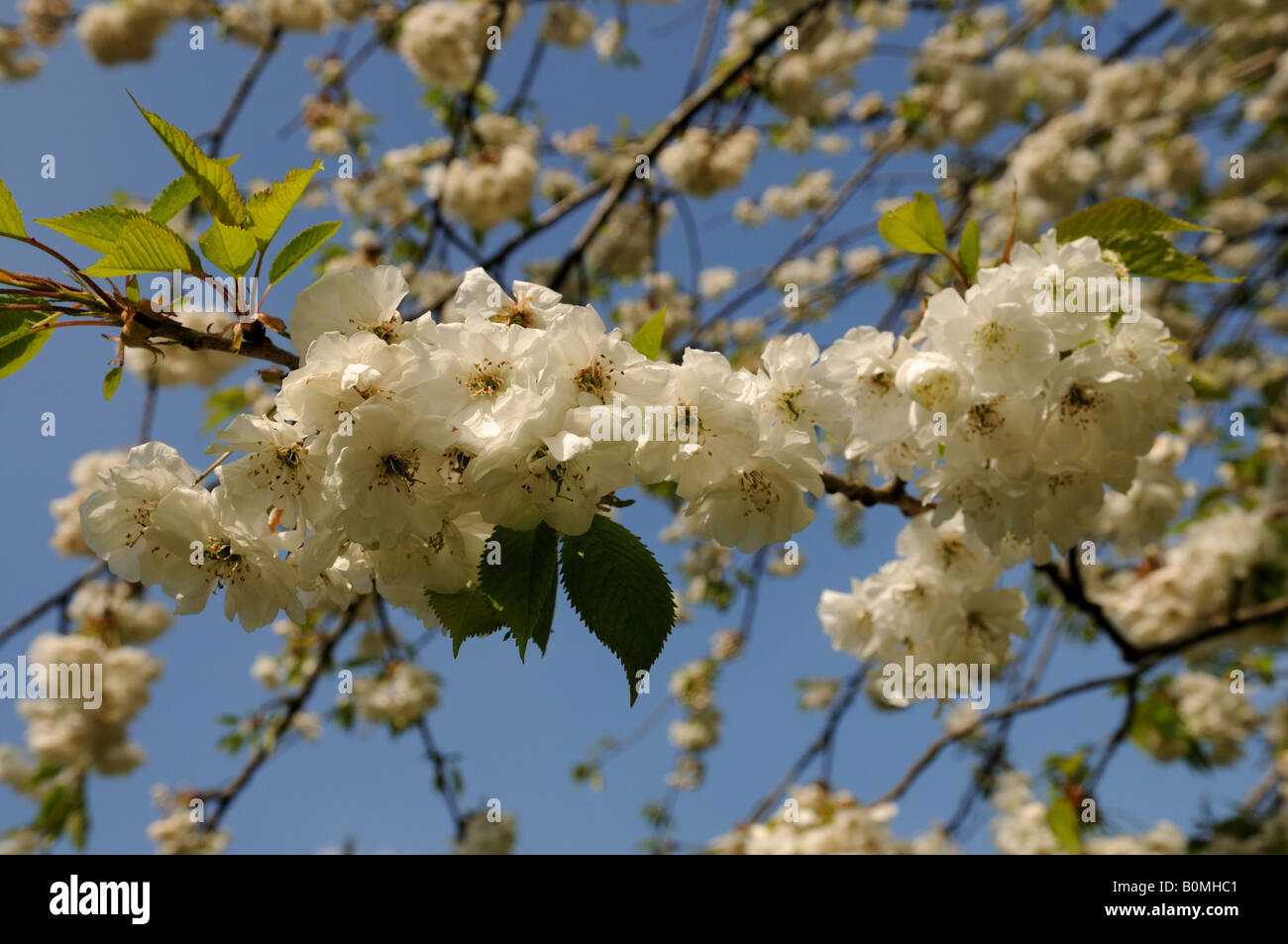 Chelmarsh shropshire hi-res stock photography and images - Alamy