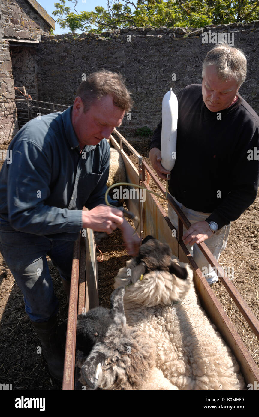 Farmer administering medication to sheep Marloes Pembrokeshire Wales UK ...