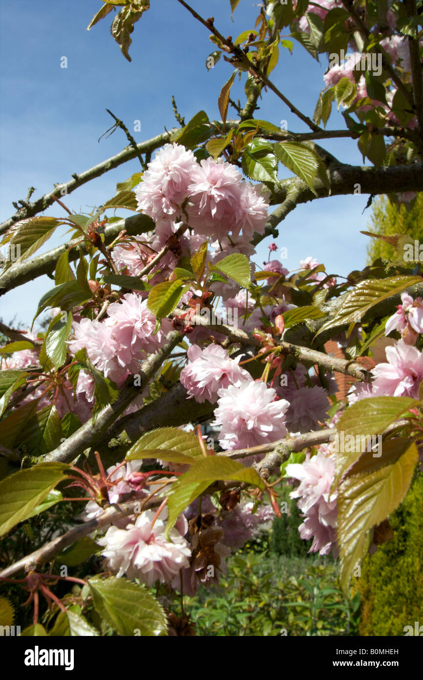 PINK VICTORIA DOMESTICA PLUM BLOSSOM IN SPRING Stock Photo - Alamy