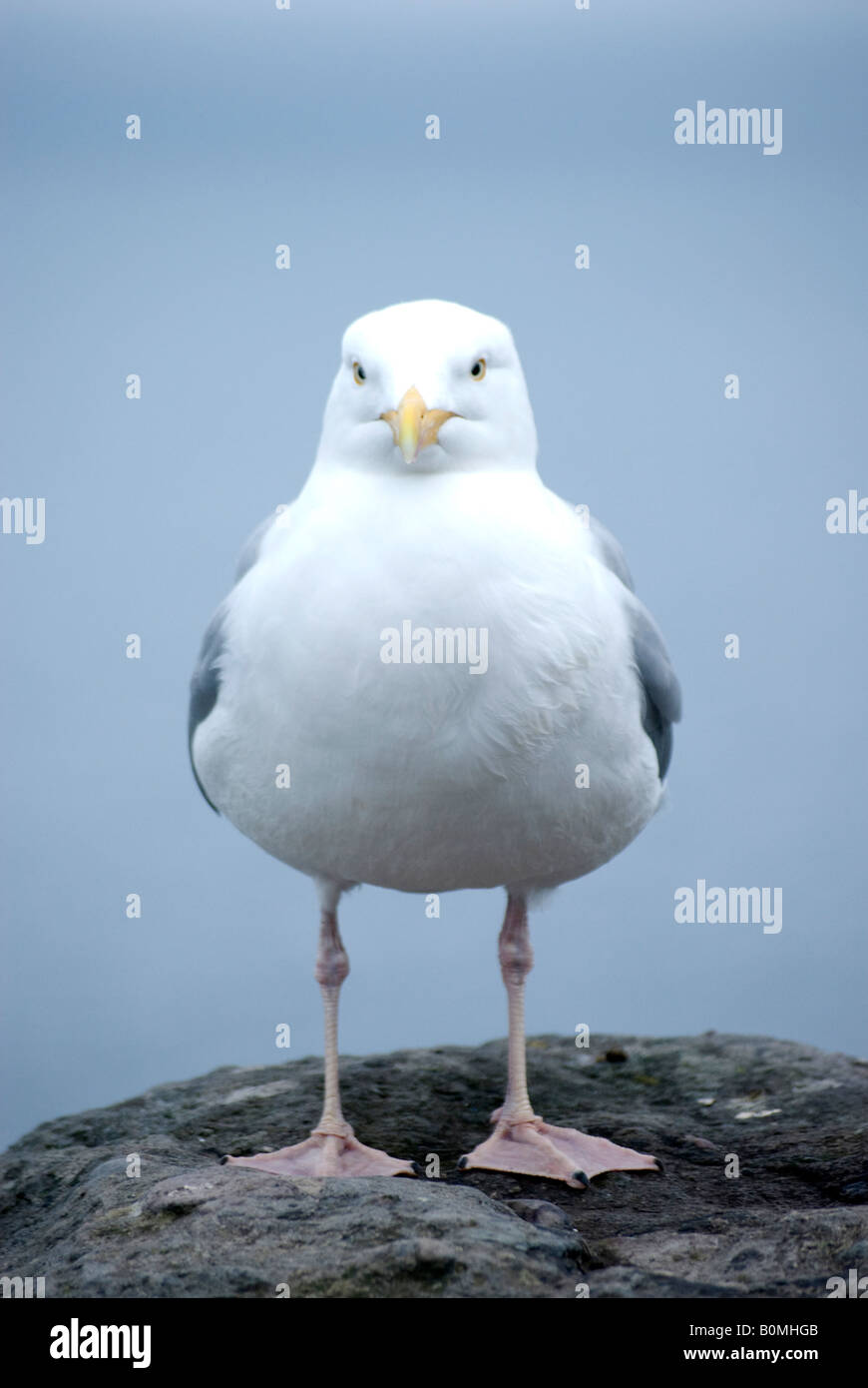 ireland - sea gull Stock Photo - Alamy