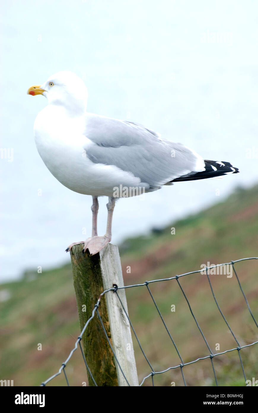 ireland - sea gull Stock Photo - Alamy