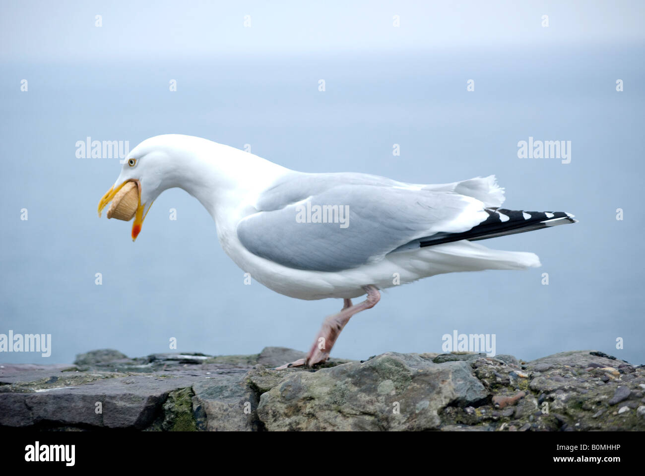 ireland - sea gull Stock Photo - Alamy