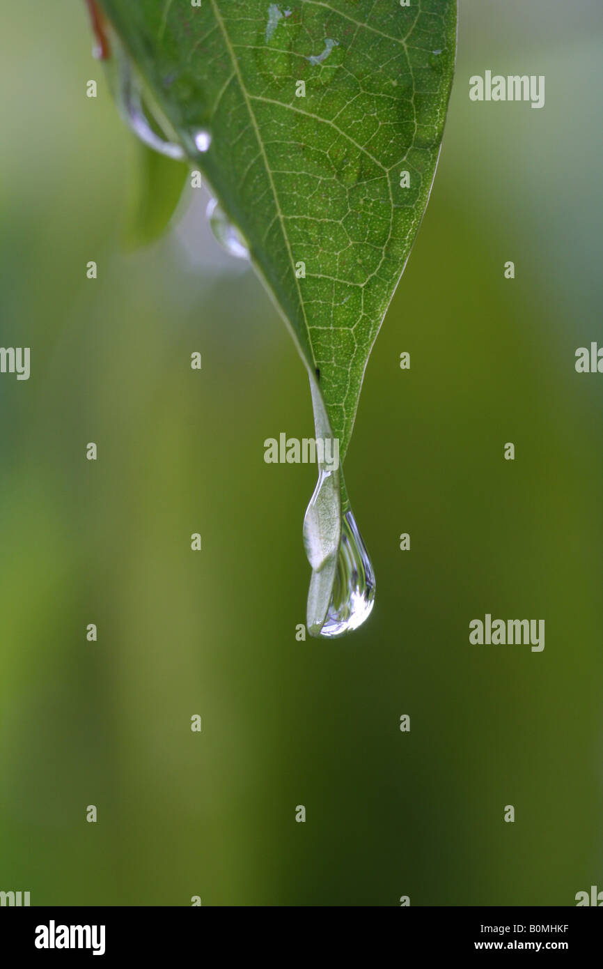 Water drops on leaves Stock Photo - Alamy