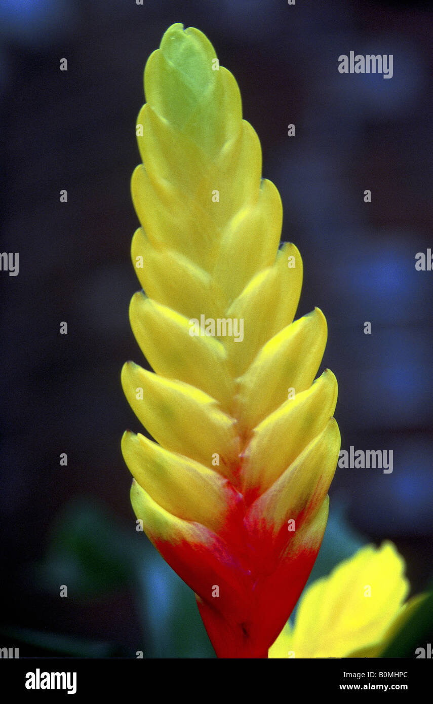 Yellow flower photographed at Victoria on Vancouver Island, British ...