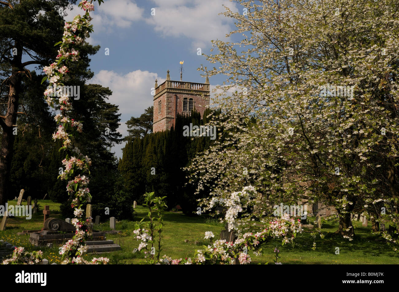 Spring blossom at St Peter's church Chelmarsh Shropshire Stock Photo ...