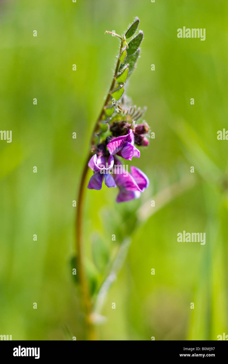 Common vetch growing at a field margin Stock Photo - Alamy