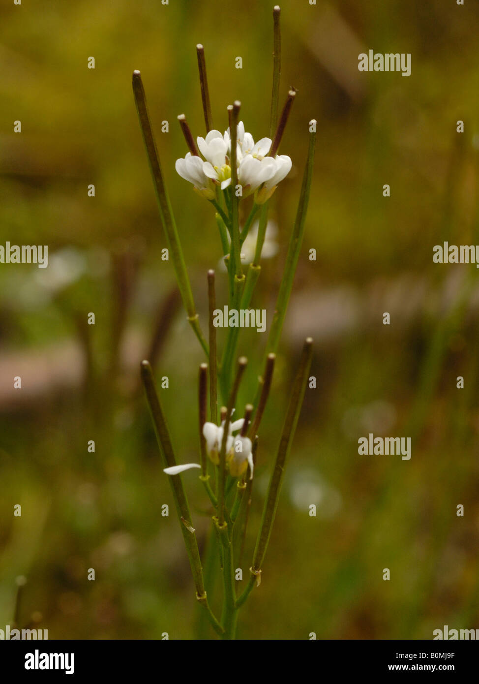 Hairy Bitter-cress, cardamine hirsuta showing seed capsules over ...