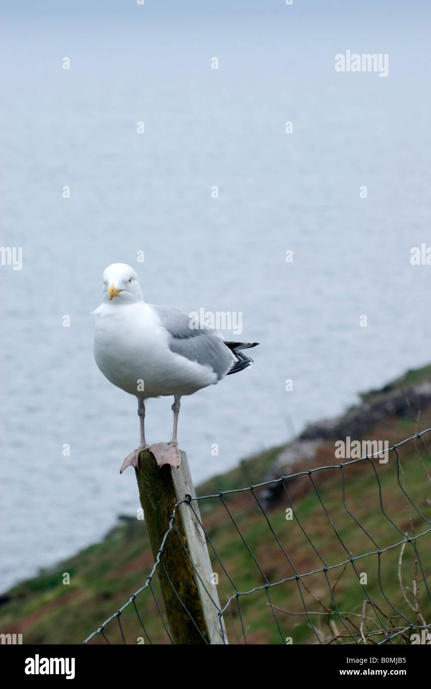 ireland - sea gull Stock Photo - Alamy