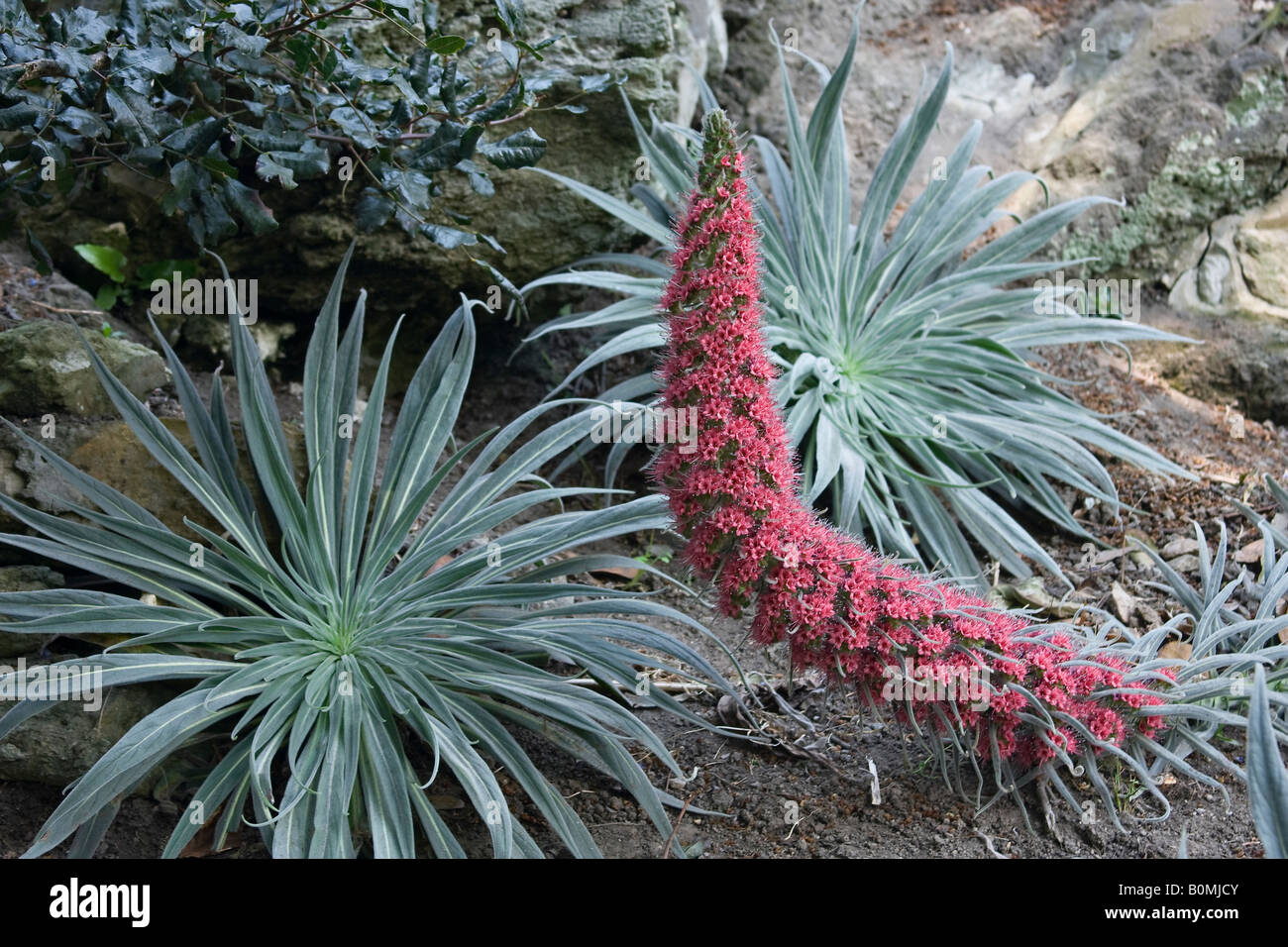 Tree Echium (Echium pininana) in flower in Spring. UK Stock Photo - Alamy