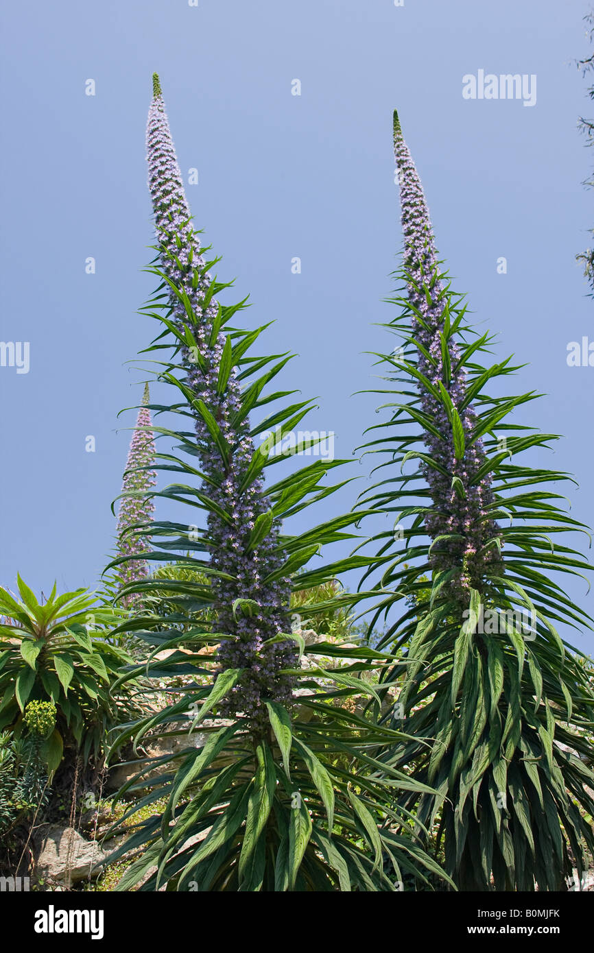 Echium pininana hi-res stock photography and images - Alamy
