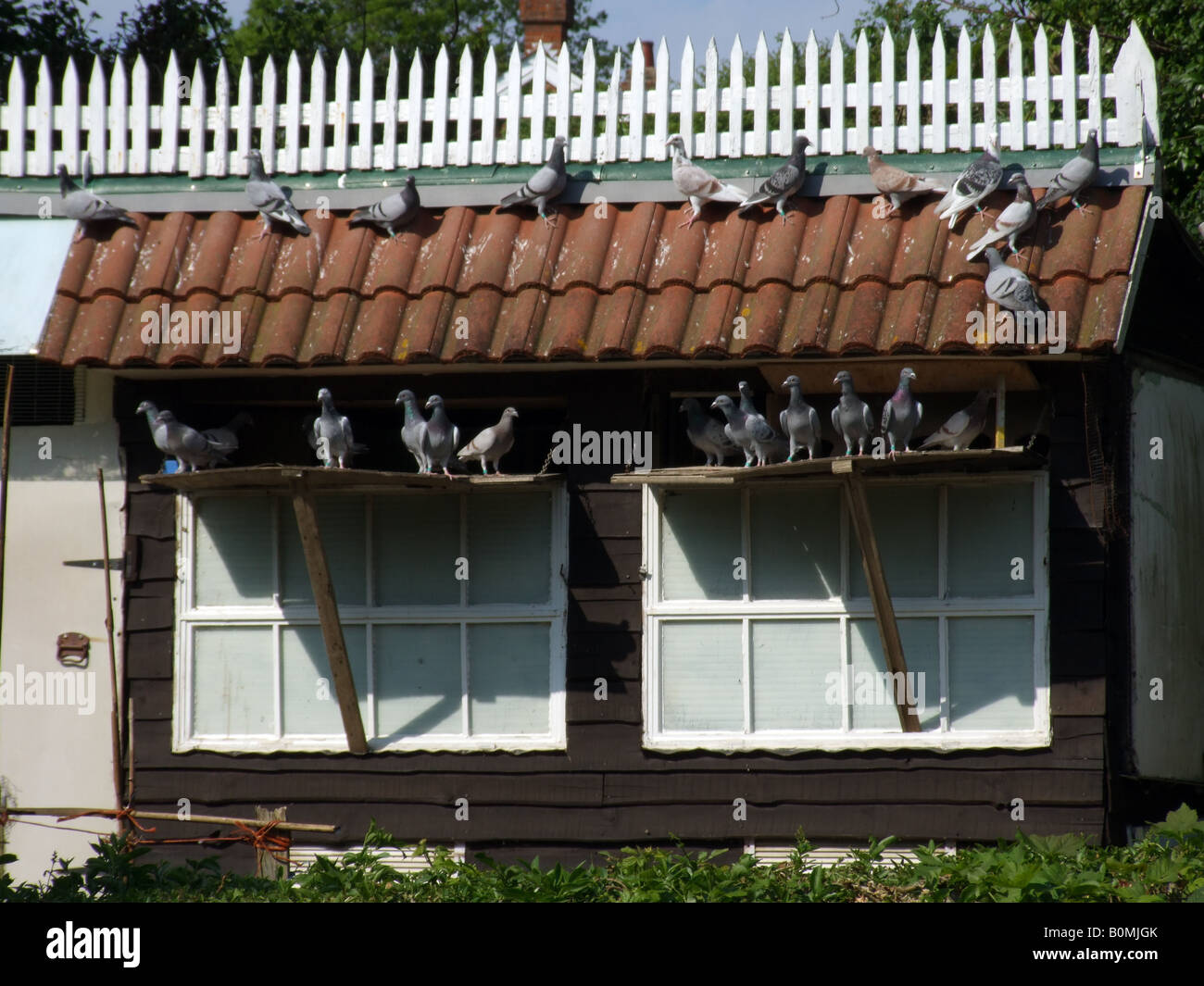 Pigeon Loft Roof