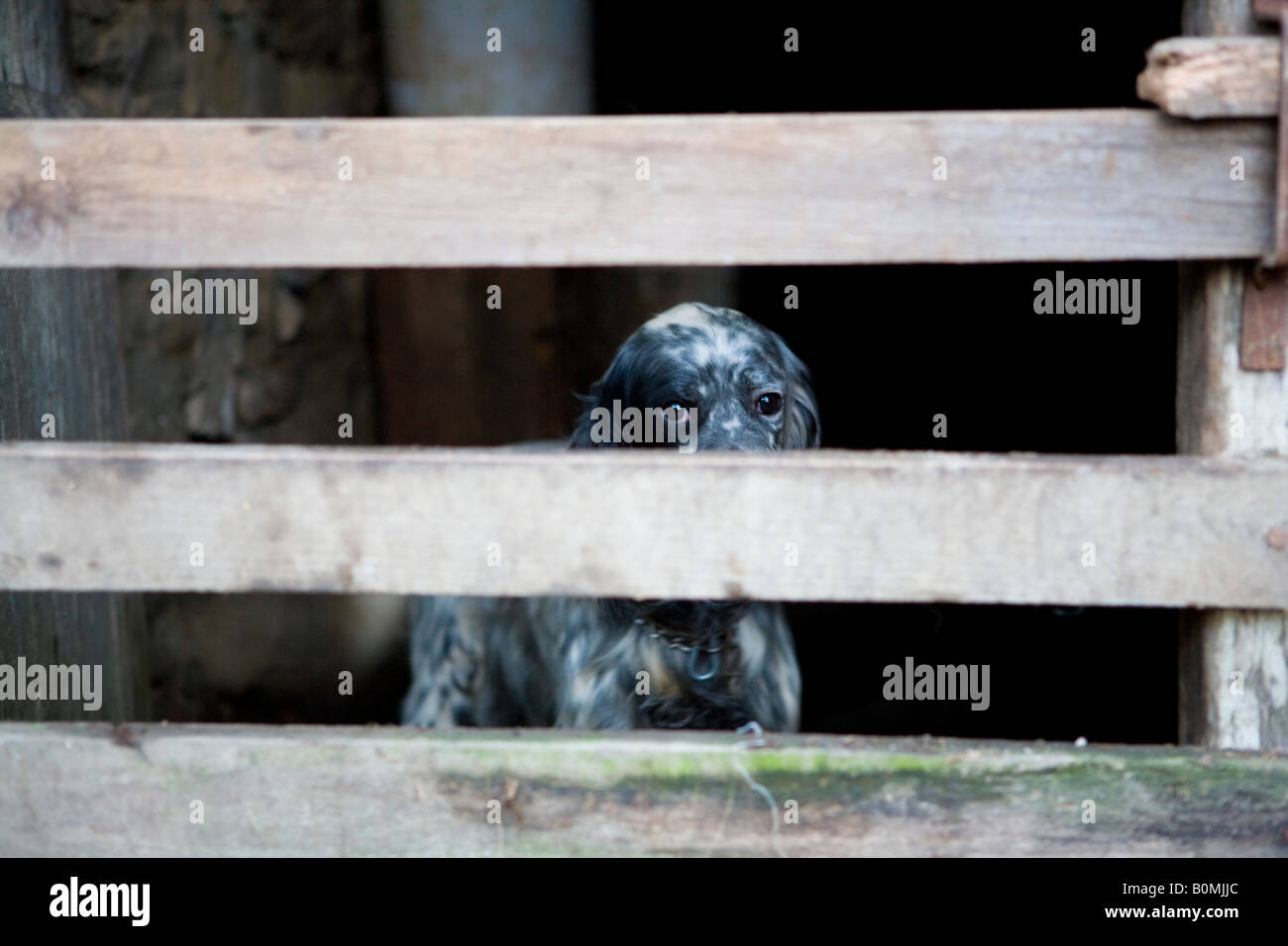 Dog behind wall hi-res stock photography and images - Alamy