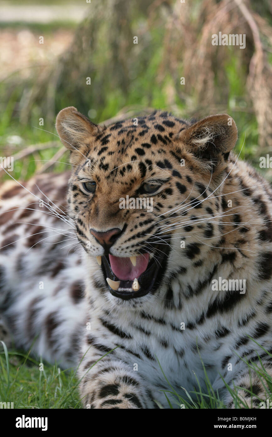African leopard growling hi-res stock photography and images - Alamy