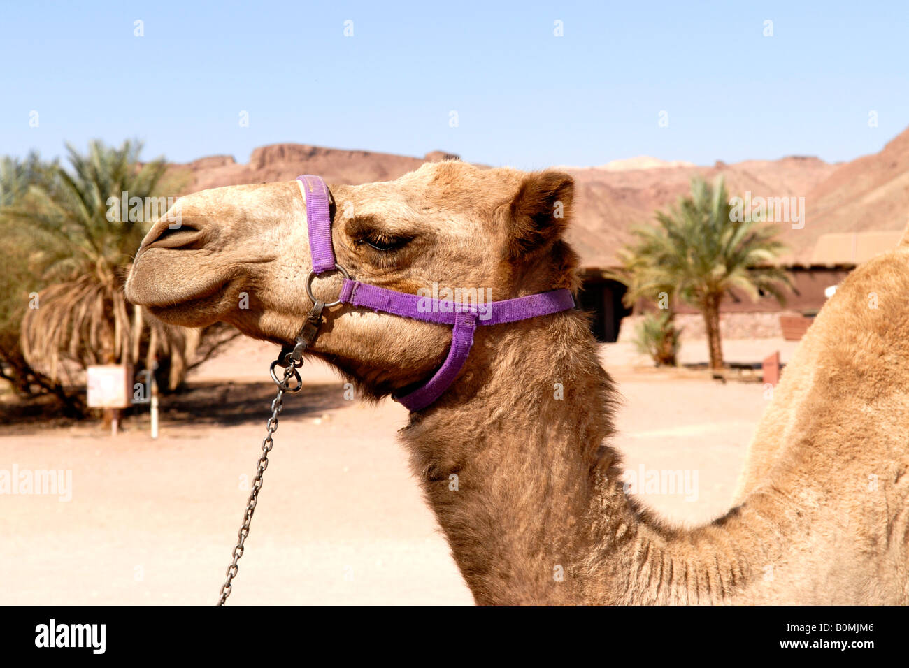 Camel by the Timna Lake donated , by Avrum Chudnow Family of Milwaukee ...