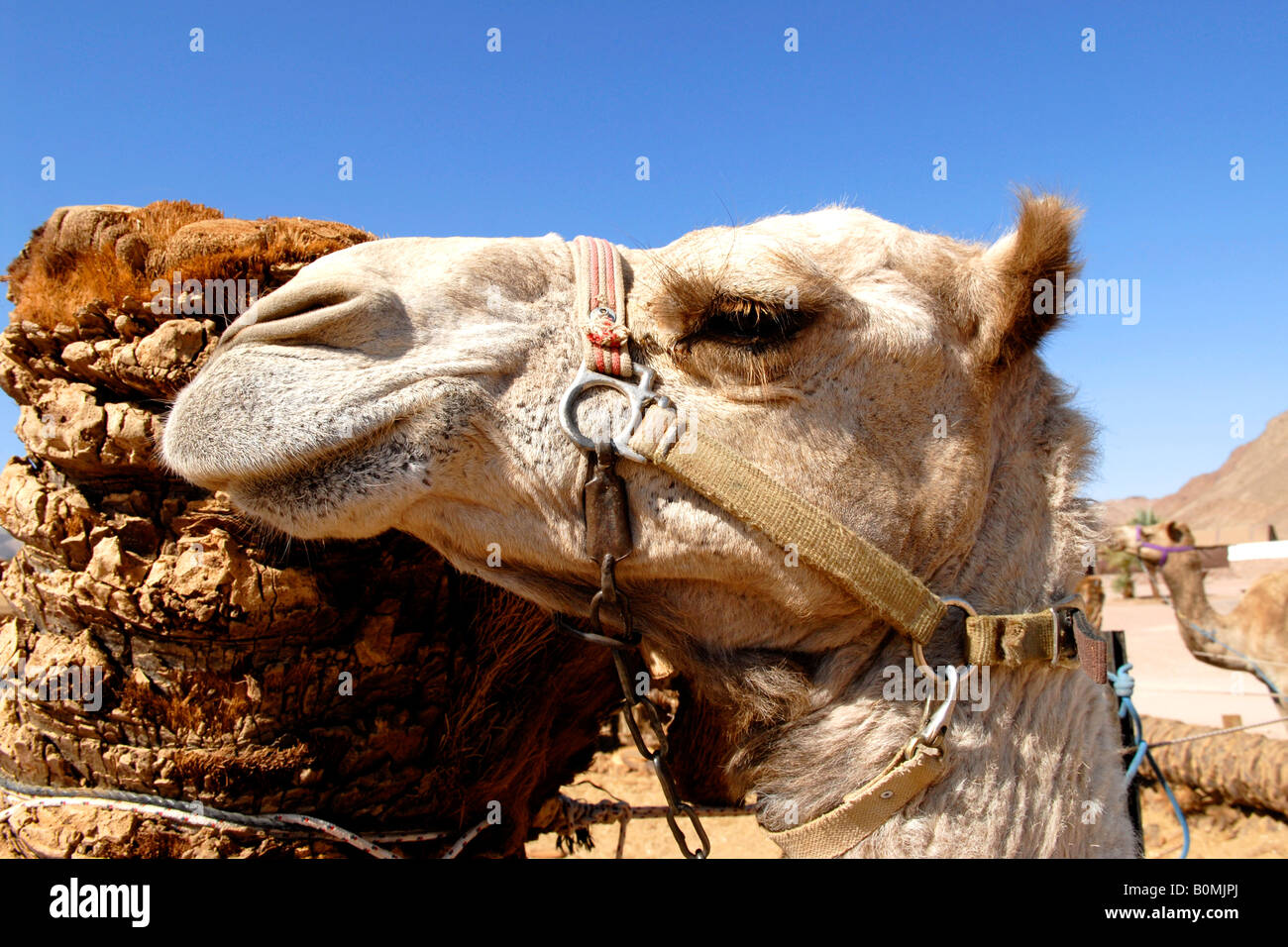 Avrum chudnow hi-res stock photography and images - Alamy