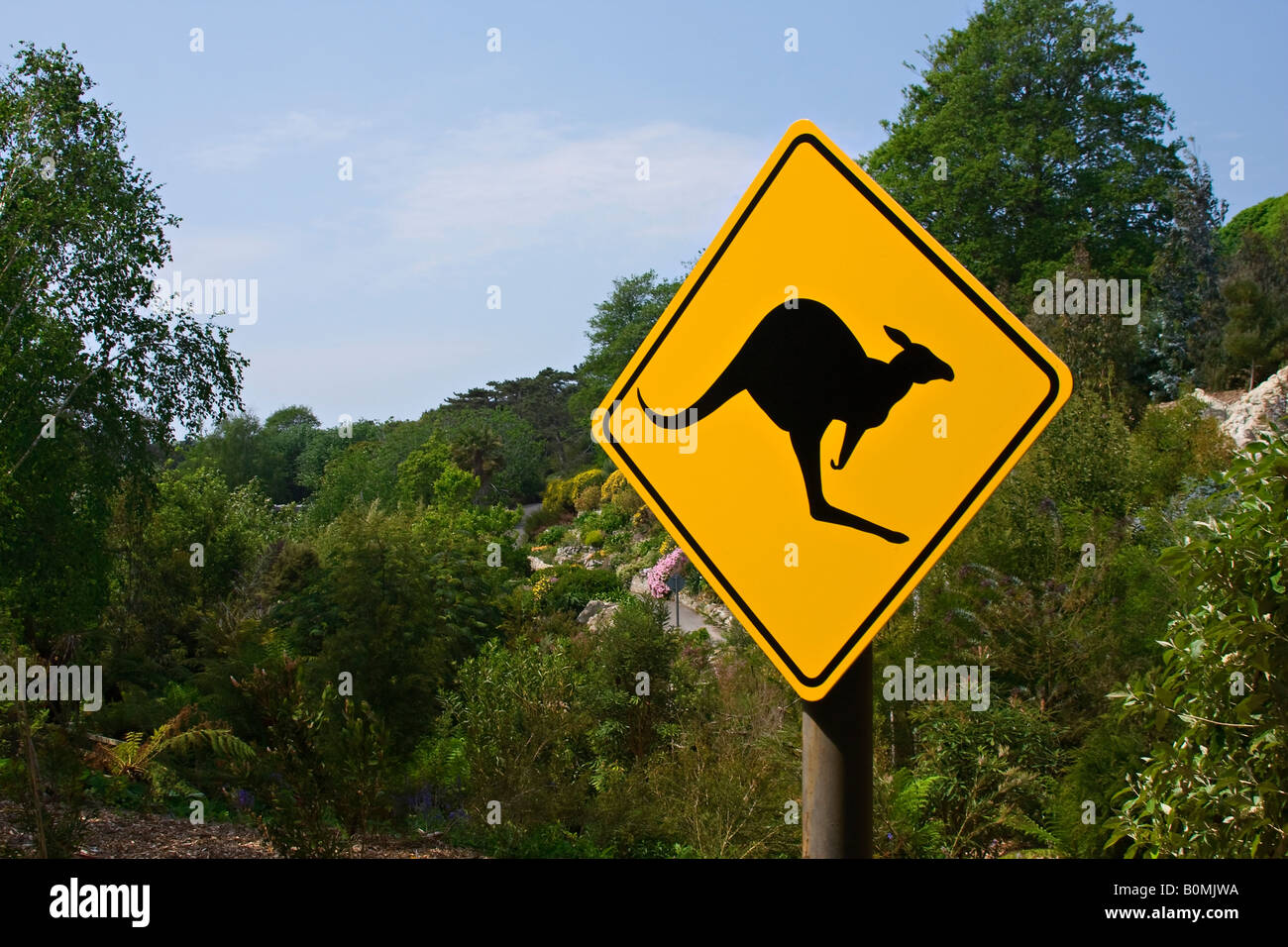 Kangaroo crossing road hi-res stock photography and images - Alamy