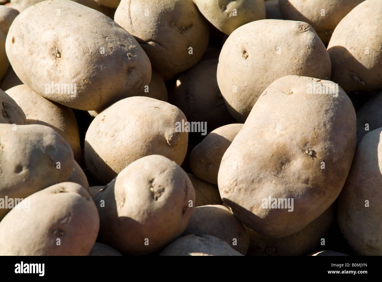 potatoe spud potato potatoes spuds root vegetable stable food diet ...