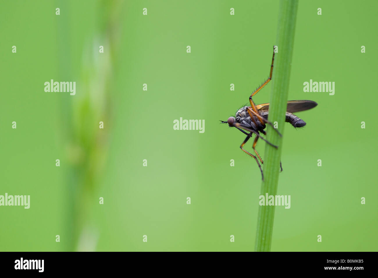 Empis livida. Dance fly / Empid fly on a grass stem Stock Photo - Alamy