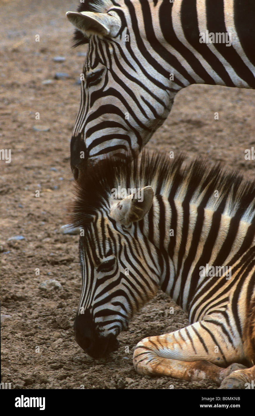 Mother and baby Grevy's Zebra Stock Photo - Alamy