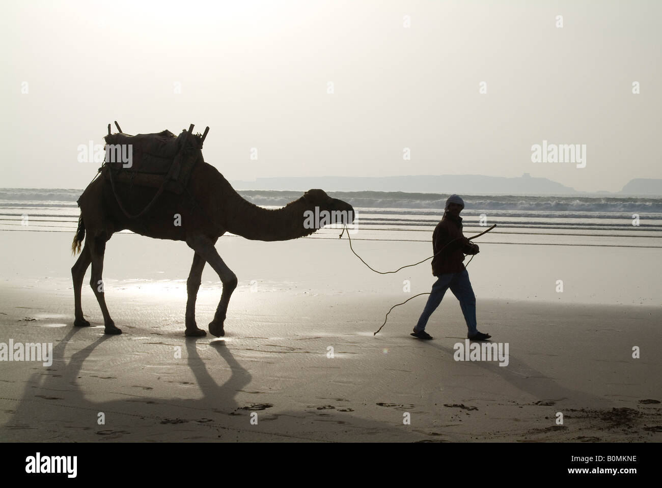 Camel being lead by a man on Essaouira beach, Morocco Stock Photo - Alamy