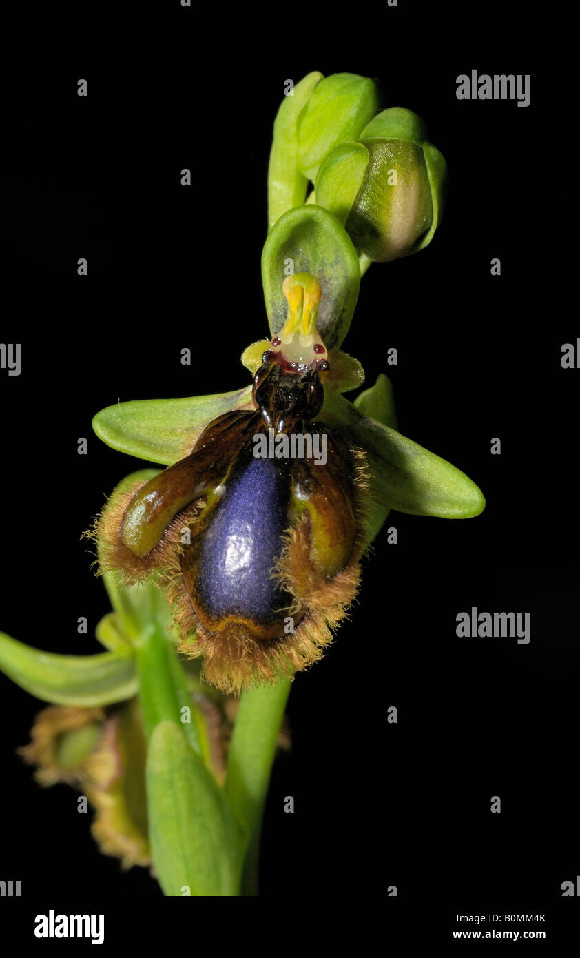 Ophrys vernixia hi-res stock photography and images - Alamy