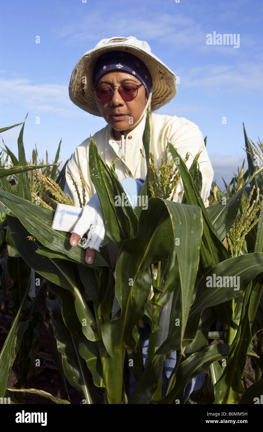 Corn anthers hi-res stock photography and images - Alamy