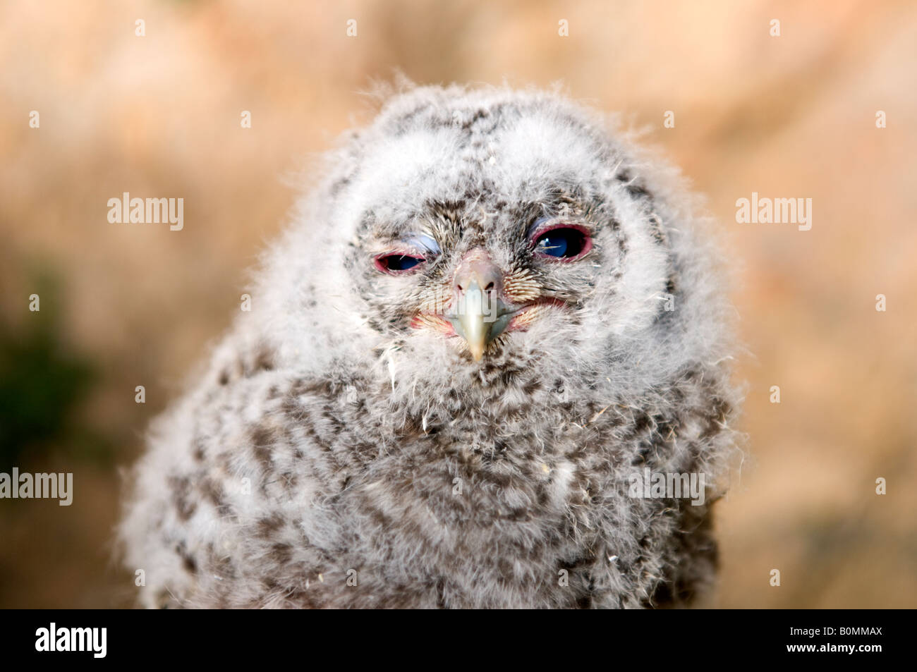 Cría de cárabo Stock Photo - Alamy