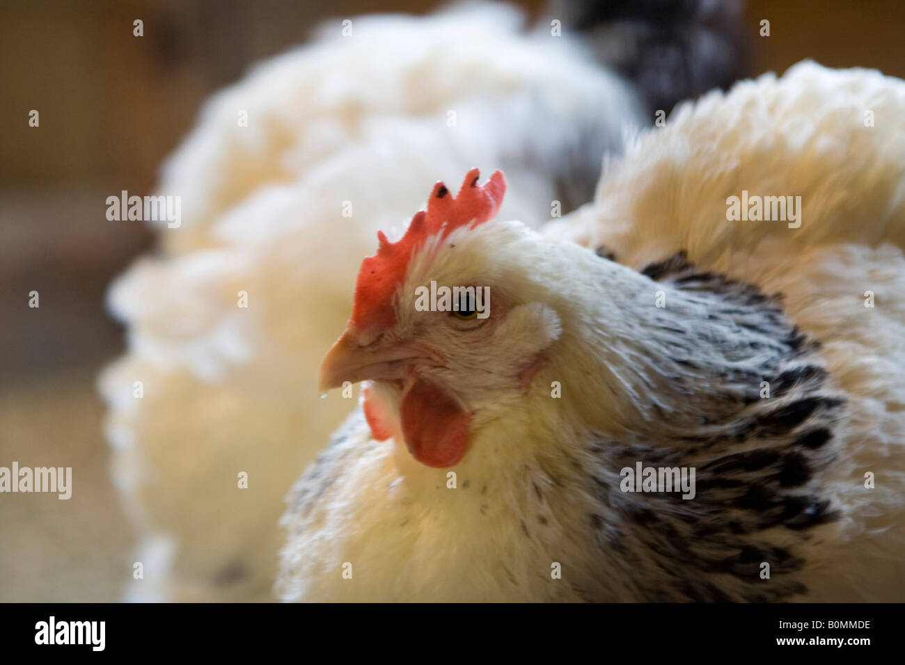 Photo of the Farm animals common Stock Photo - Alamy