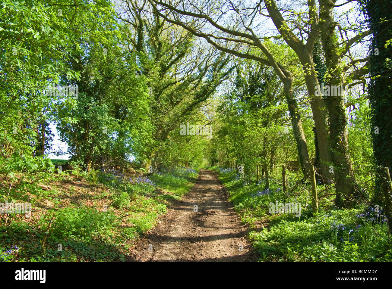 English country lane in spring hi-res stock photography and images - Alamy