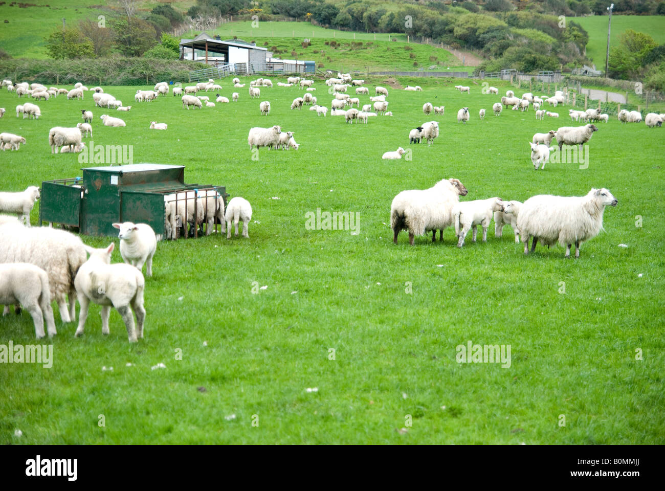 ireland - sheeps Stock Photo - Alamy