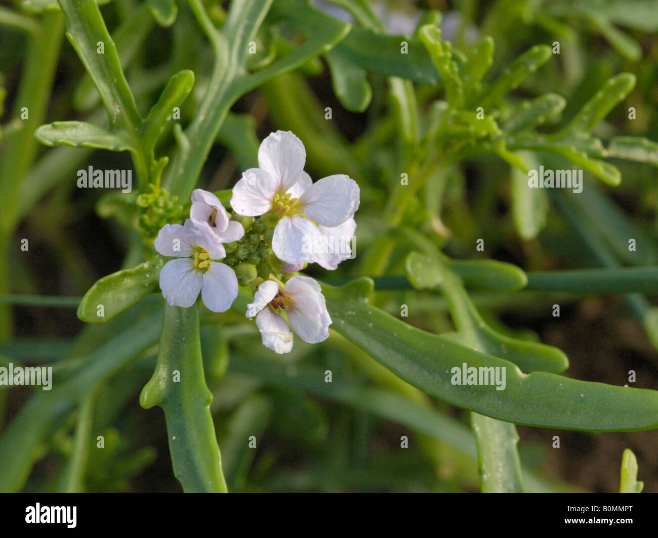 Sea Rocket, cakile maritima Stock Photo - Alamy