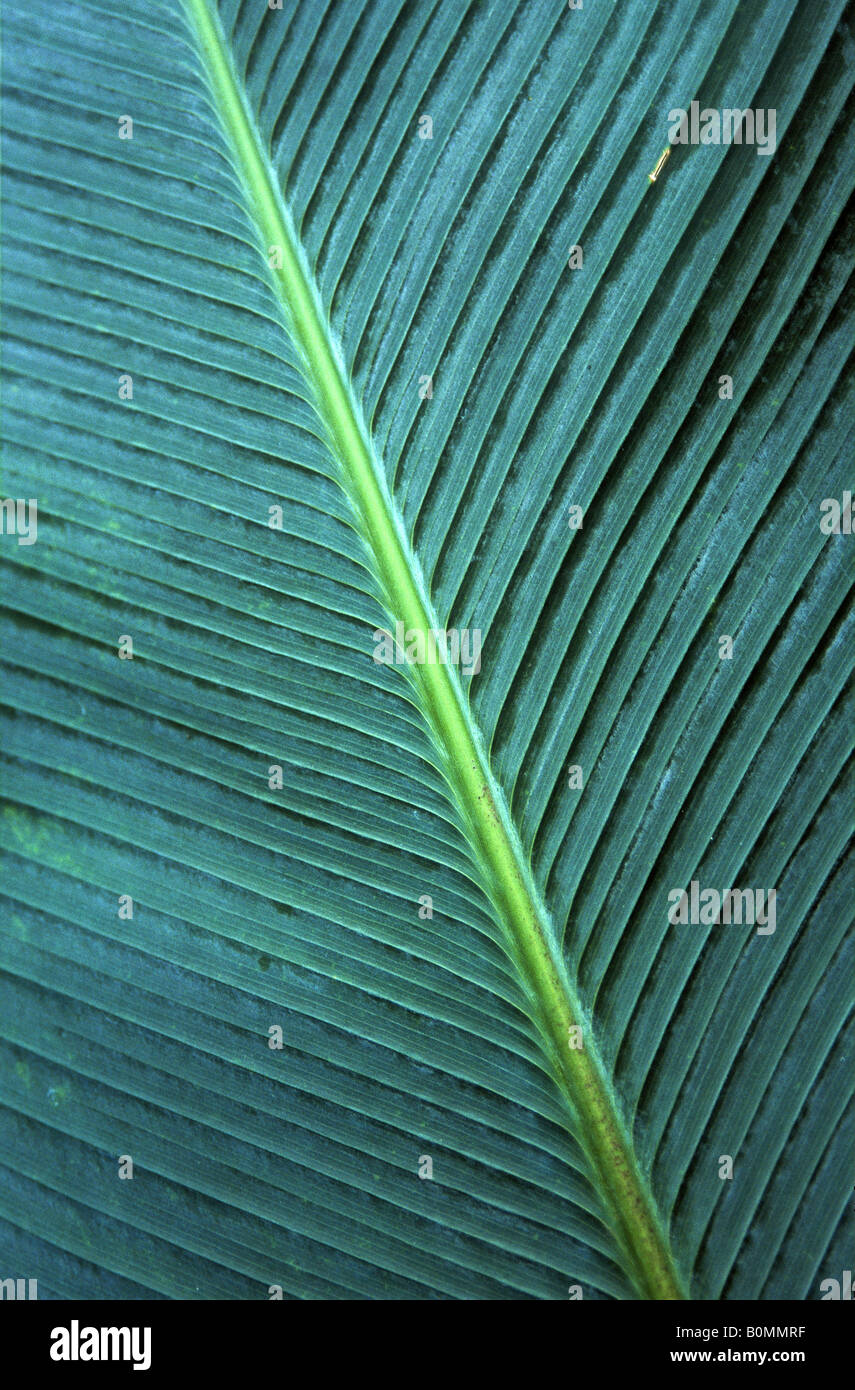 Feather-like green coloured leaf photographed at Victoria on Vancouver ...