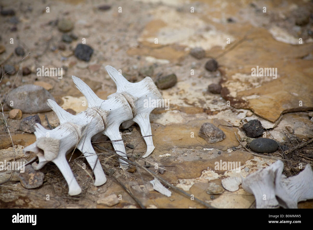 Backbone of a mule deer in a dry wash in western Colorado Stock Photo ...