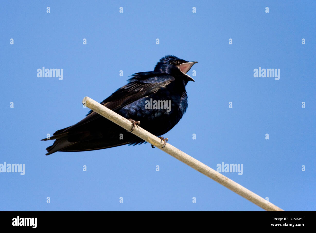 Purple Martin High Resolution Stock Photography and Images - Alamy